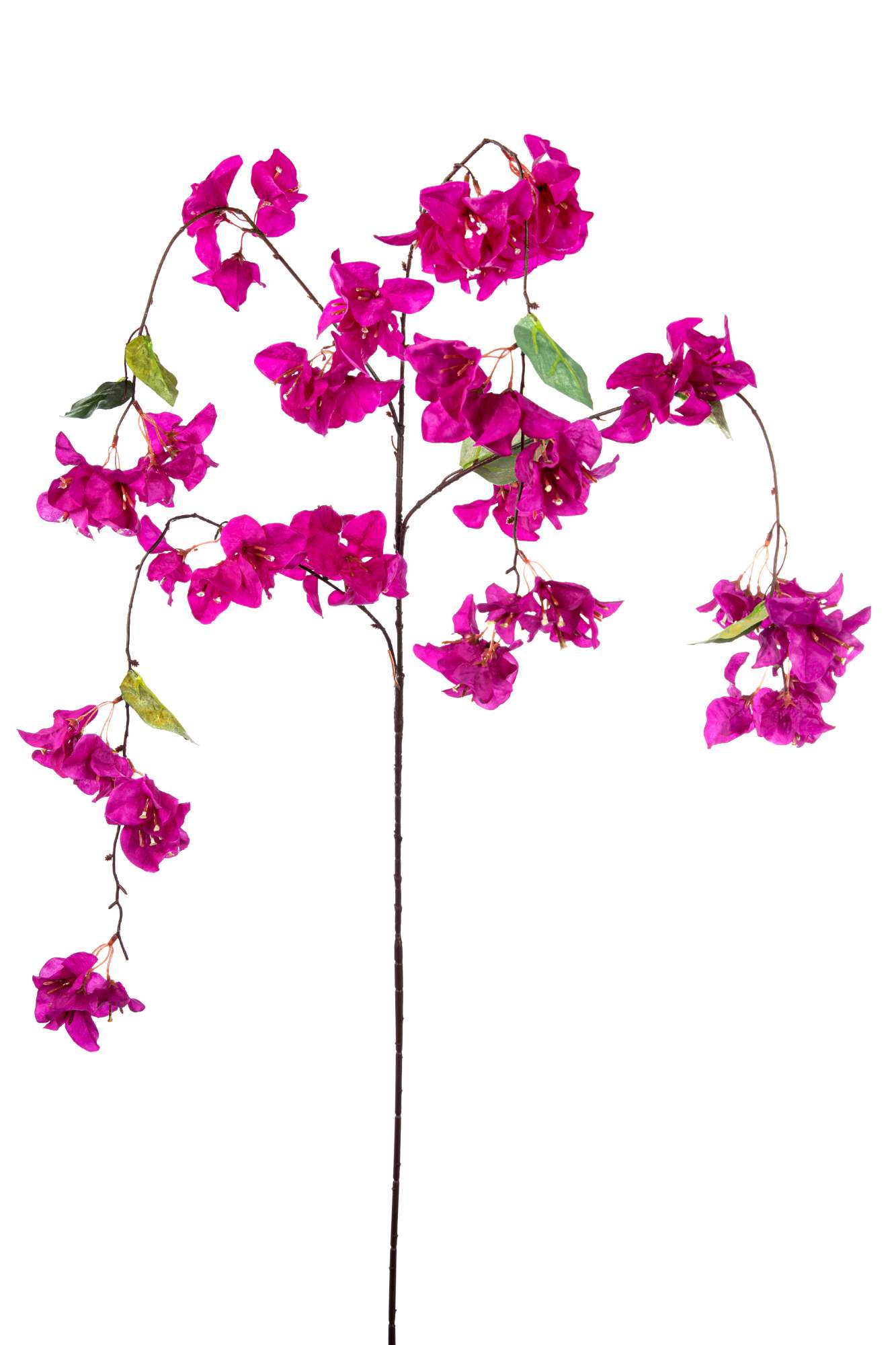 FLOWER BOUGAINVILLEA FUXIA - Florentia Center